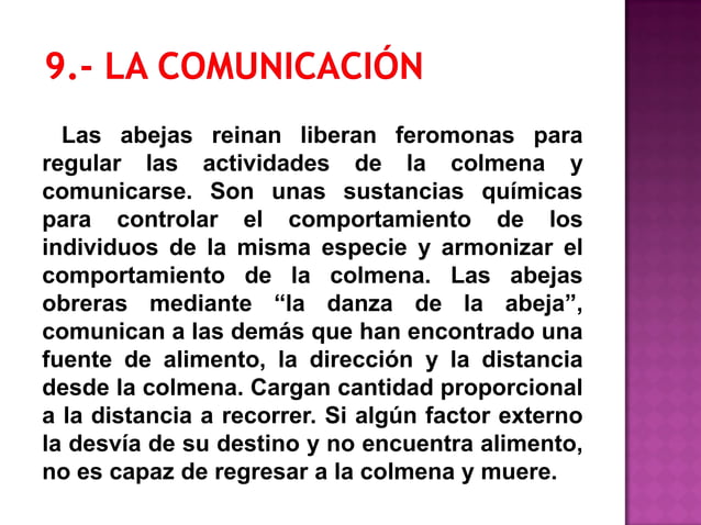 20 datos curiosos sobre las abejas | PPT 20 datos curiosos sobre las abejas | PPT