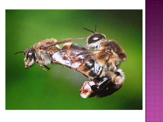 20 datos curiosos sobre las abejas | PPT 20 datos curiosos sobre las abejas | PPT