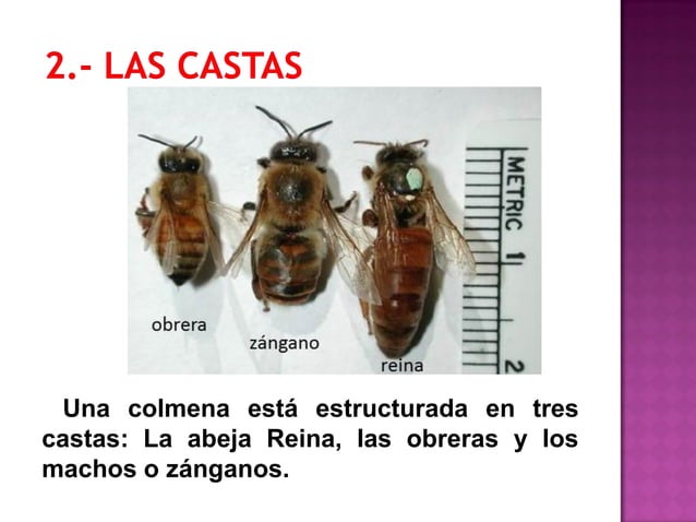20 datos curiosos sobre las abejas | PPT 20 datos curiosos sobre las abejas | PPT