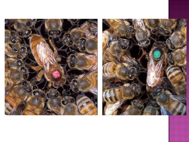 20 datos curiosos sobre las abejas | PPT 20 datos curiosos sobre las abejas | PPT