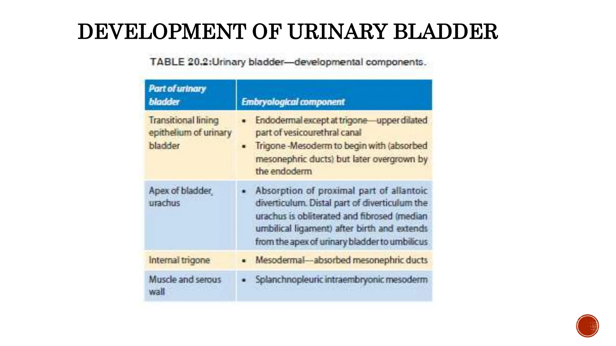 20 DEVELOPMENT OF UROGENITAL SYSTEM.pptx | Reproductive Health ...