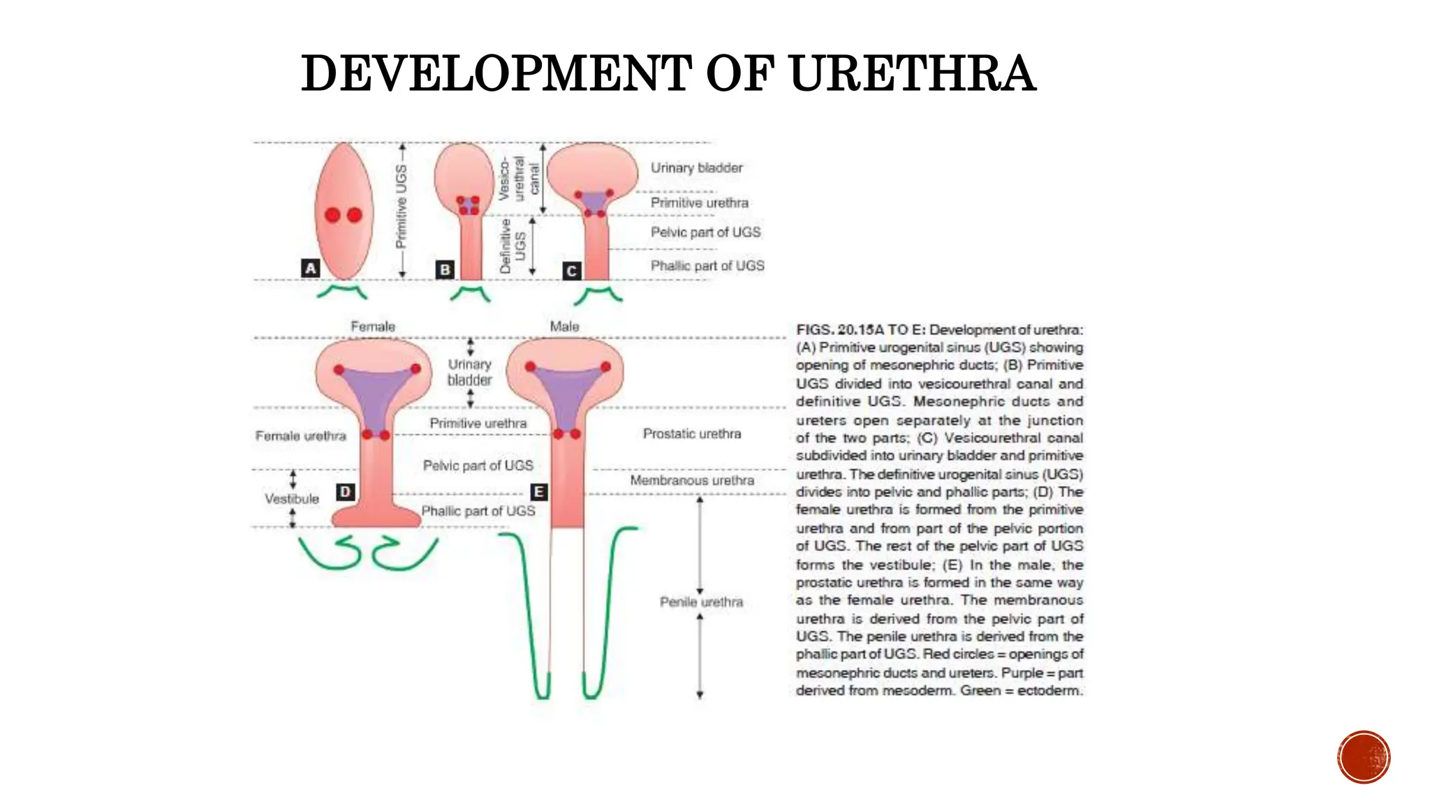 20 DEVELOPMENT OF UROGENITAL SYSTEM.pptx | Reproductive Health ...