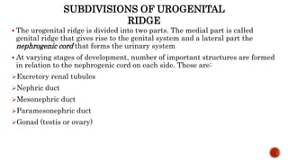 20 DEVELOPMENT OF UROGENITAL SYSTEM.pptx