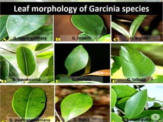 Goraka (GARCINIA CAMBOGIA) | PPT