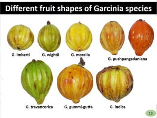 Goraka (GARCINIA CAMBOGIA) | PPT