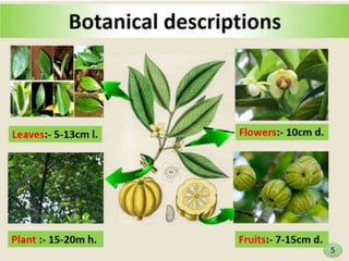 Goraka (GARCINIA CAMBOGIA) | PPT
