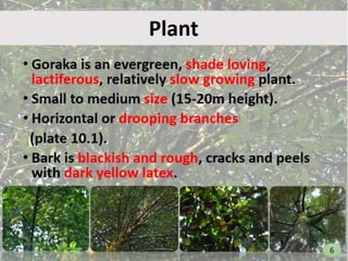 Goraka (GARCINIA CAMBOGIA) | PPT