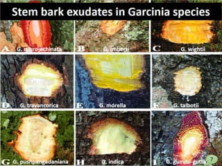 Goraka (GARCINIA CAMBOGIA) | PPT