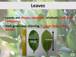 Goraka (GARCINIA CAMBOGIA) | PPT