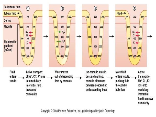 20 feb.ppt measurement of GFR renal physiology | PPT