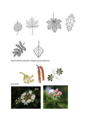 Kirjuta piltide juurde nimetused | PDF