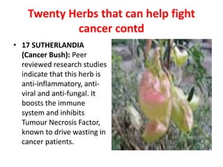 20 herbs that can help fight cancer By Allah Dad Khan | PPT