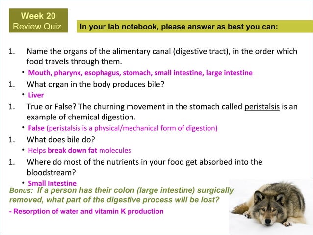 Human Nutrition | PPT | Healthy Cooking and Eating | Food & Drink