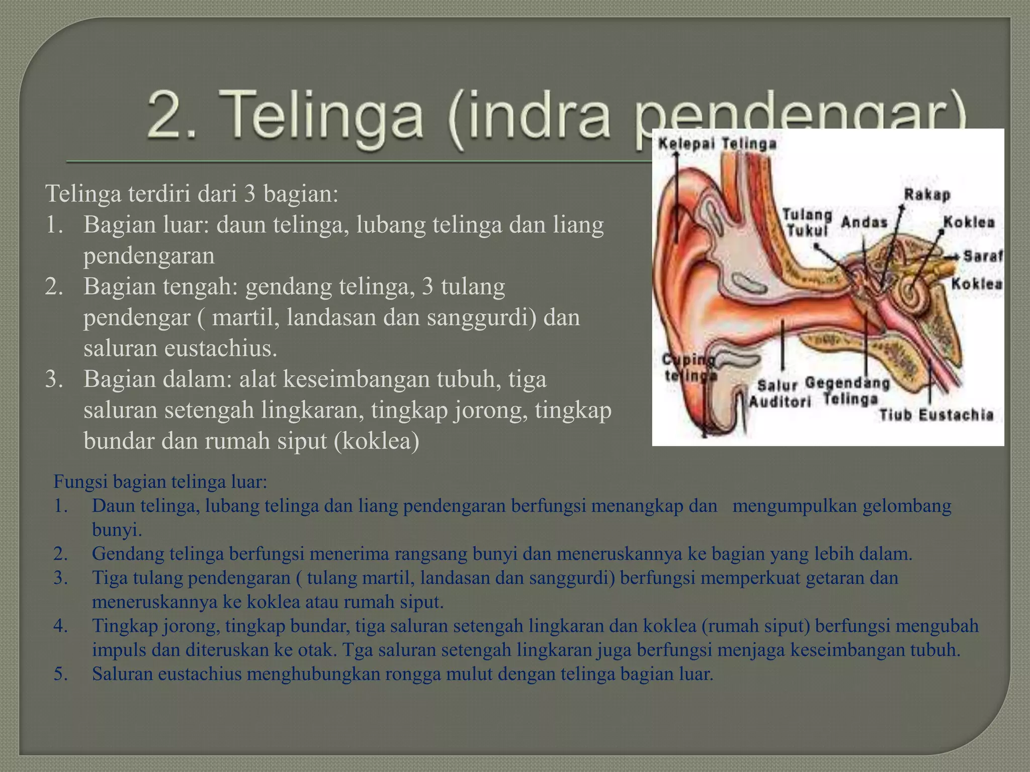 Alat indra gw kelompok rahmat,reymon,kia,dan rani | PPT