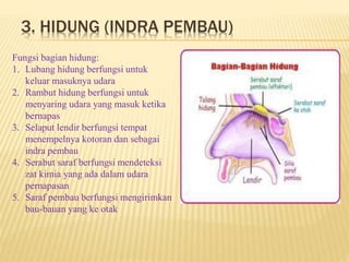 Alat indra gw kelompok rahmat,reymon,kia,dan rani | PPTX