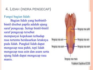 Alat indra gw kelompok rahmat,reymon,kia,dan rani | PPTX