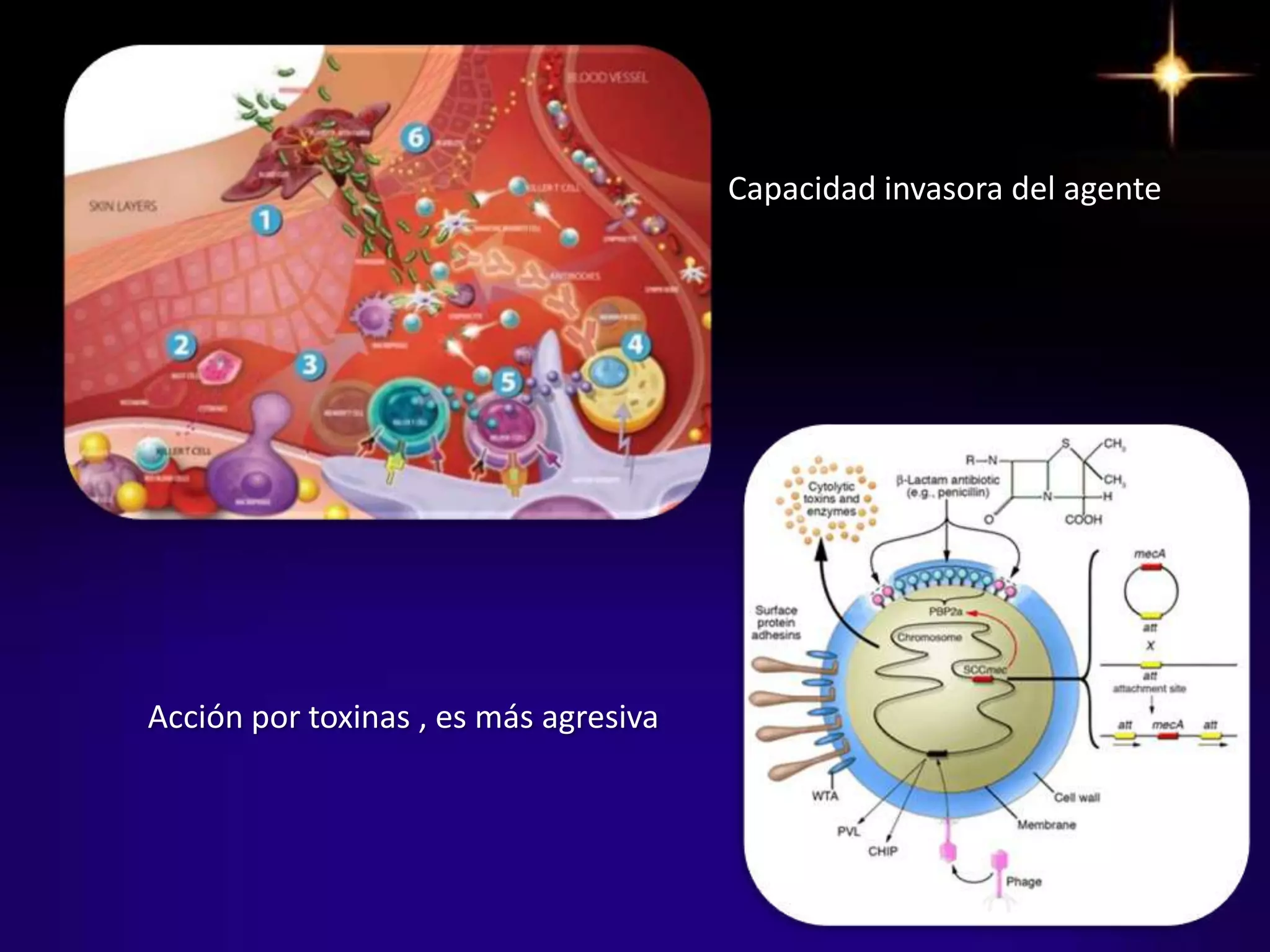 20 infecciones dermatológicas más frecuentes en pediatría escabiosis ...