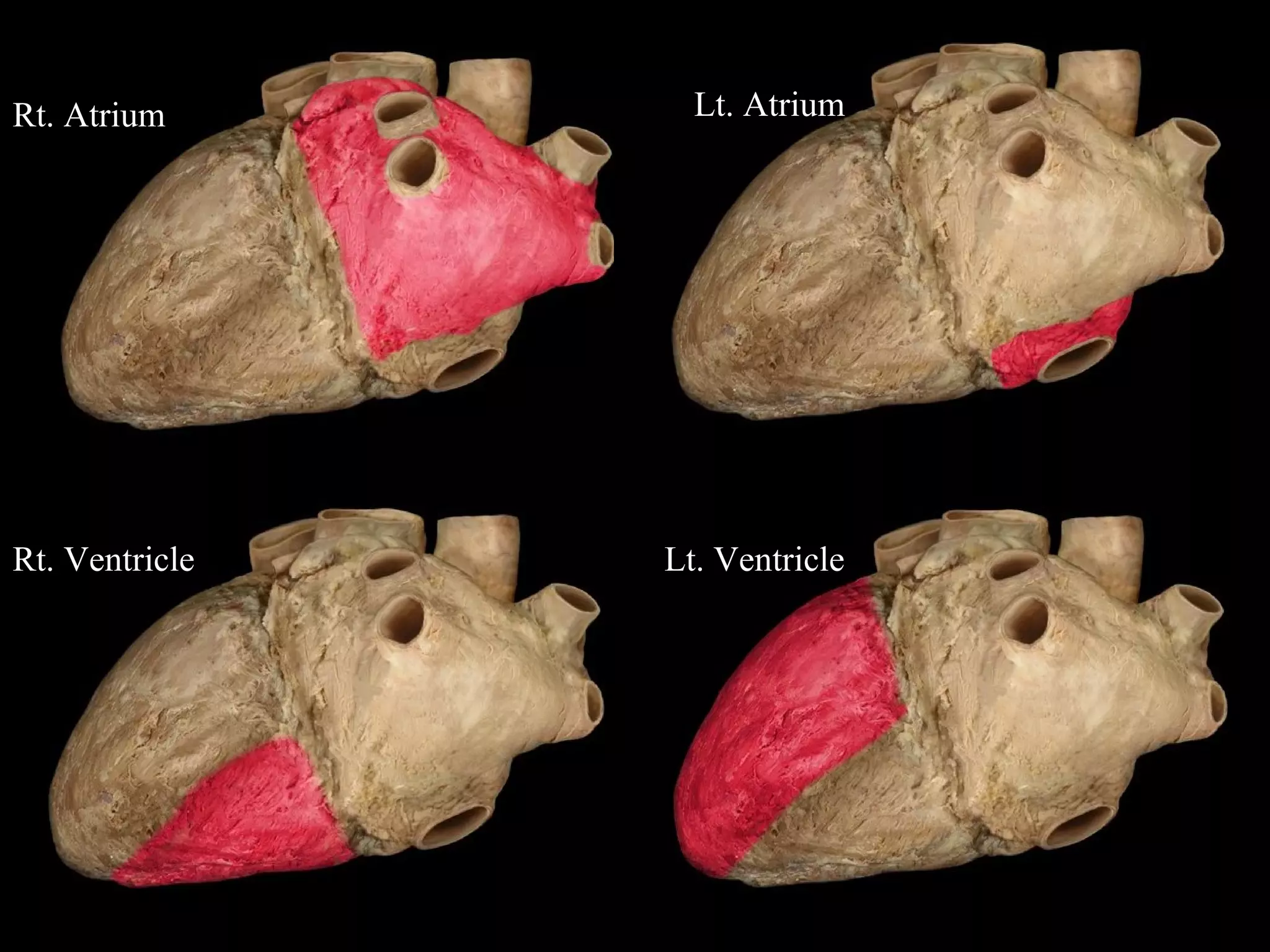 20 lecture apr ppt | PPT