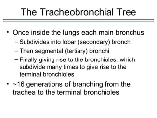 20_lecture_ppt-Respiratory-System.ppt Seeley's | PPT
