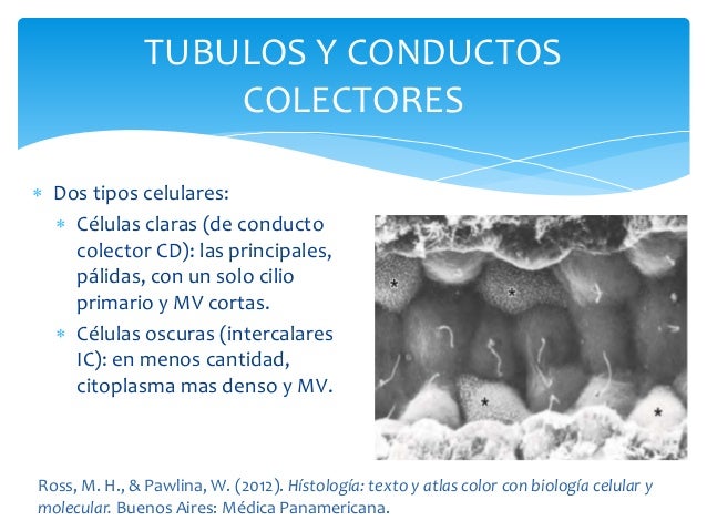20 marzo 2014 (túbulos, intersticio y vasos)