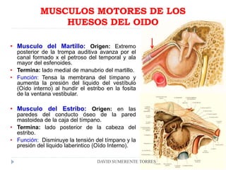 Anatomía del Oído Humano | PPTX