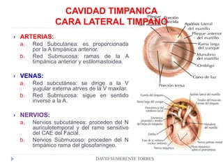 Anatomía del Oído Humano | PPTX