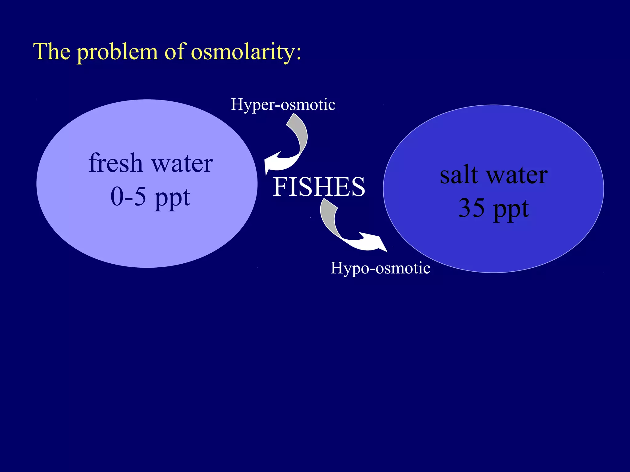 20 osmoregulation | PPT