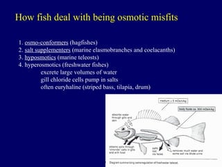 20 osmoregulation | PPT