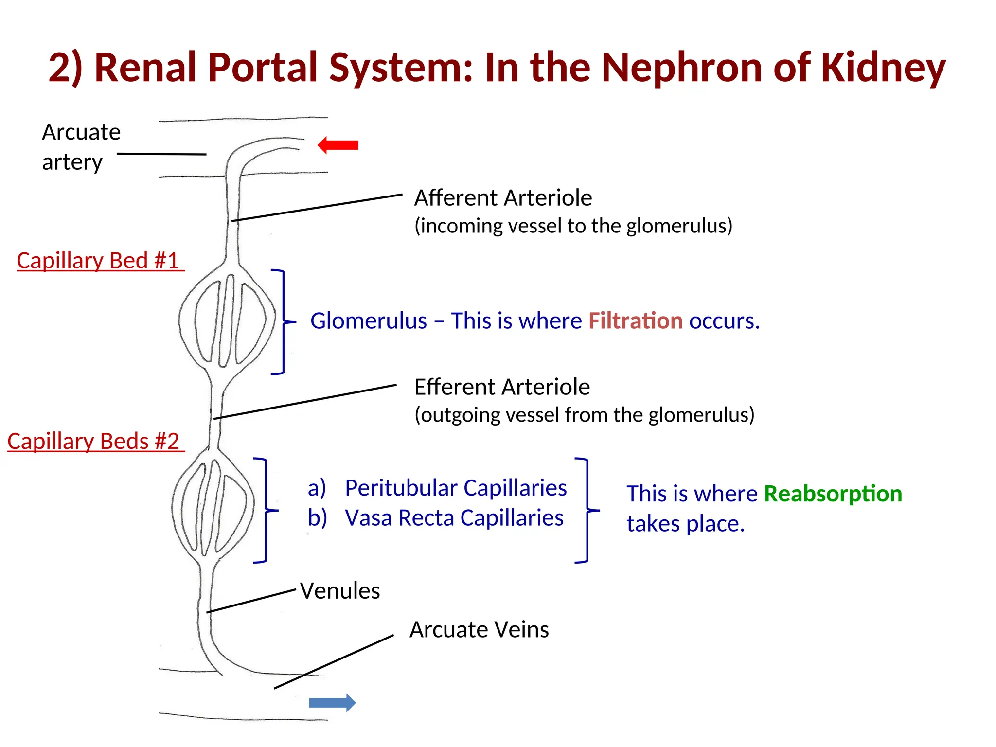 Msc fourth semester mgkvp#20 Portal Systems.ppt