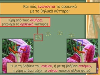 Η αναπαραγωγή των φυτών | PPT