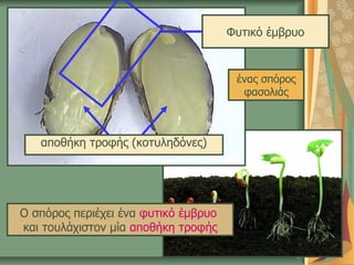 Η αναπαραγωγή των φυτών | PPT