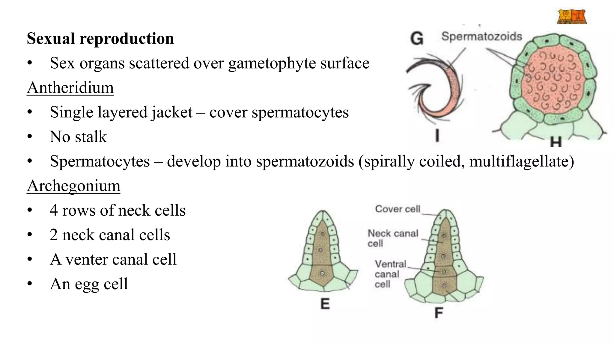 Reproduction and life cycle of Psilotum | PPTX