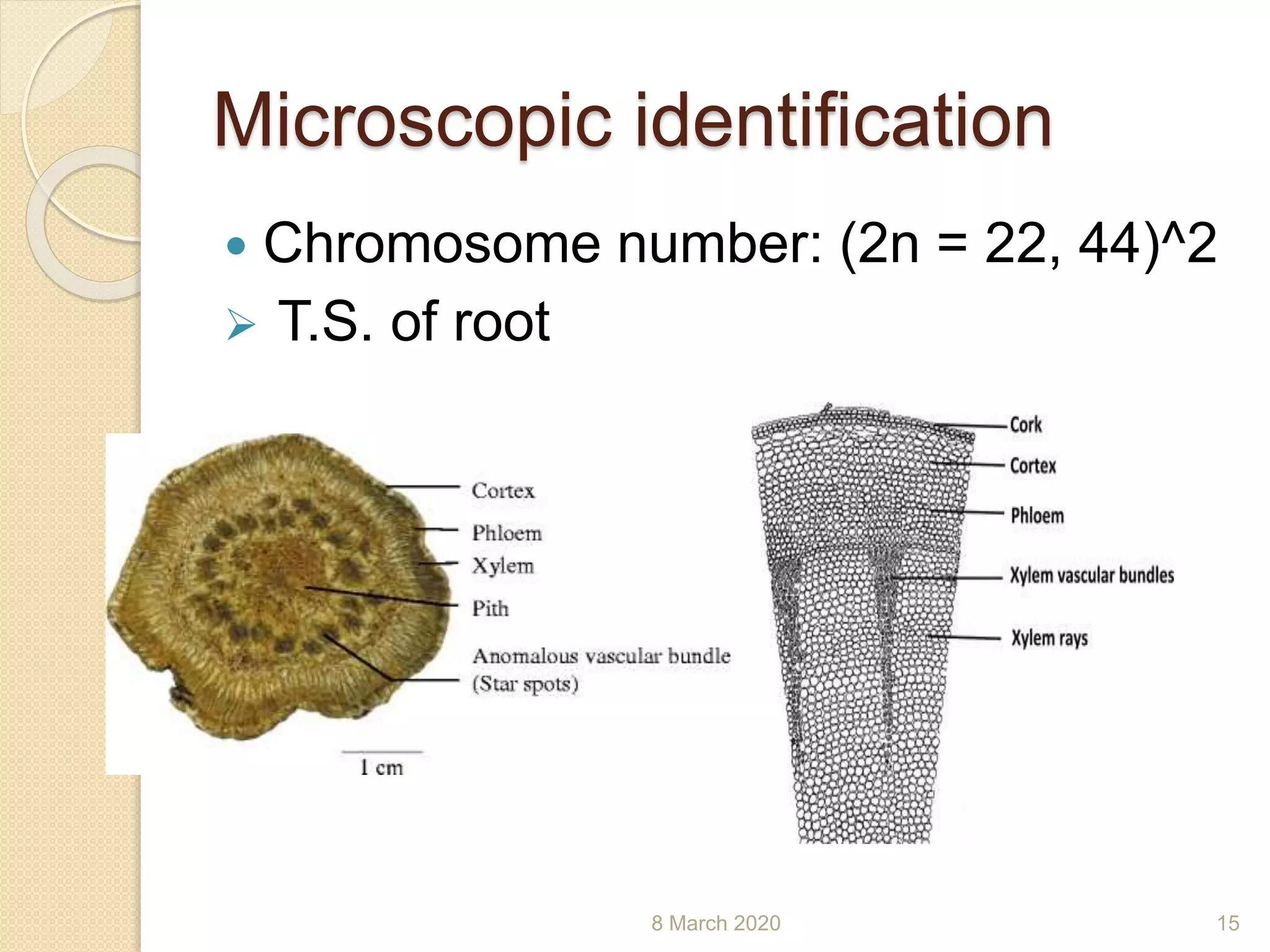 20 rheum australe (padamchal) | PPTX