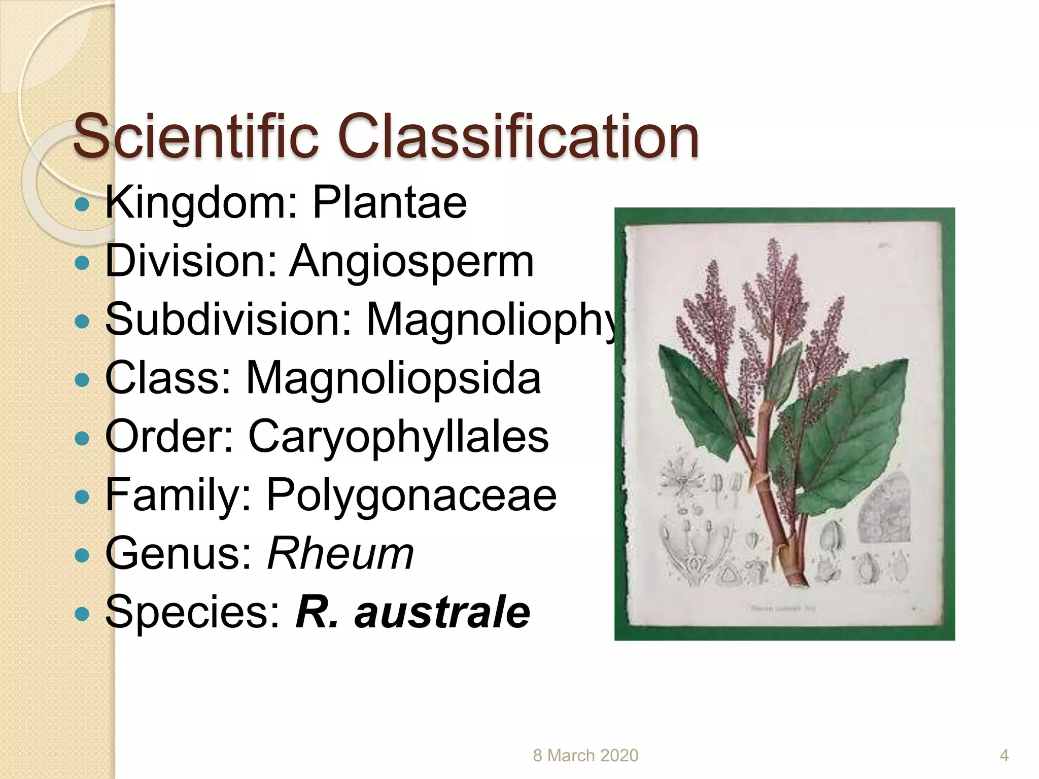 20 rheum australe (padamchal) | PPTX