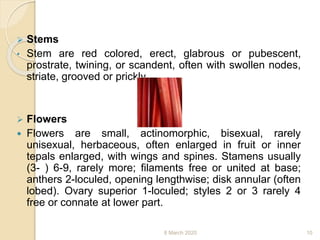 20 rheum australe (padamchal) | PPTX