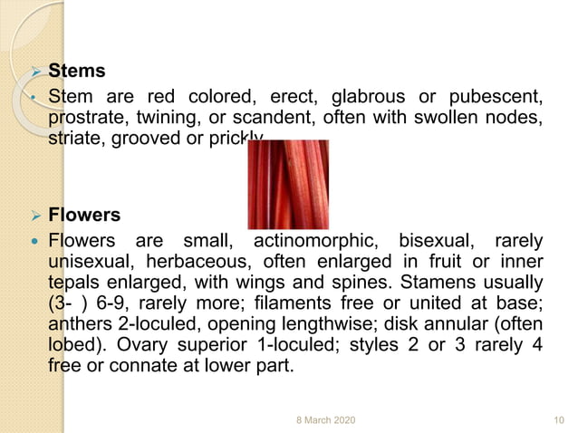 20 rheum australe (padamchal) | PPTX