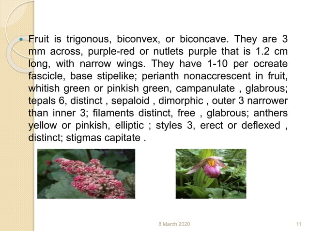 20 rheum australe (padamchal) | PPTX