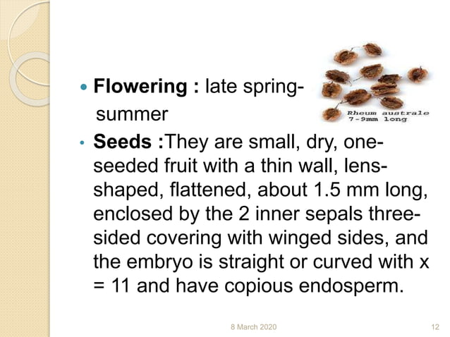 20 rheum australe (padamchal) | PPTX