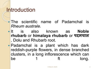 20 rheum australe (padamchal) | PPTX