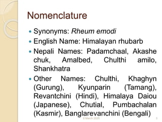 20 rheum australe (padamchal) | PPTX