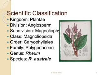 20 rheum australe (padamchal) | PPTX