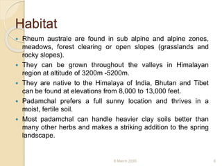 20 rheum australe (padamchal) | PPTX