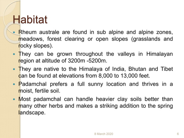 20 rheum australe (padamchal) | PPTX