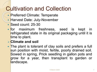 20 rheum australe (padamchal) | PPTX