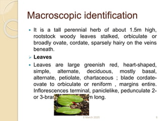 20 rheum australe (padamchal) | PPTX