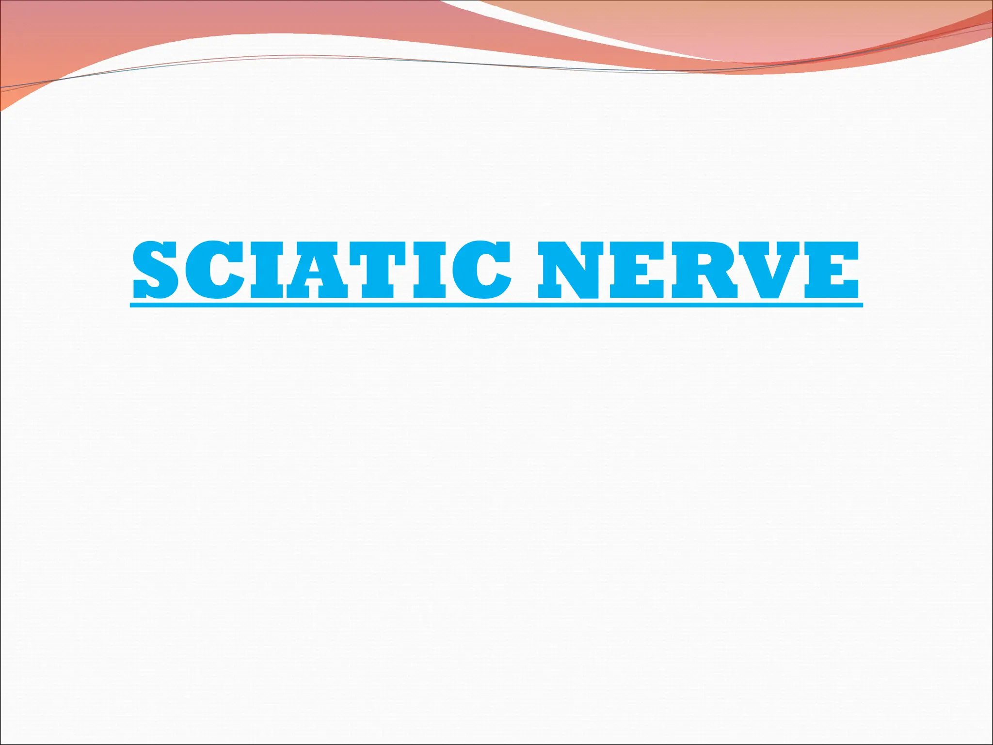 SCIATIC NERVE SCIATIC NERVE SCIATIC NERV | PPT