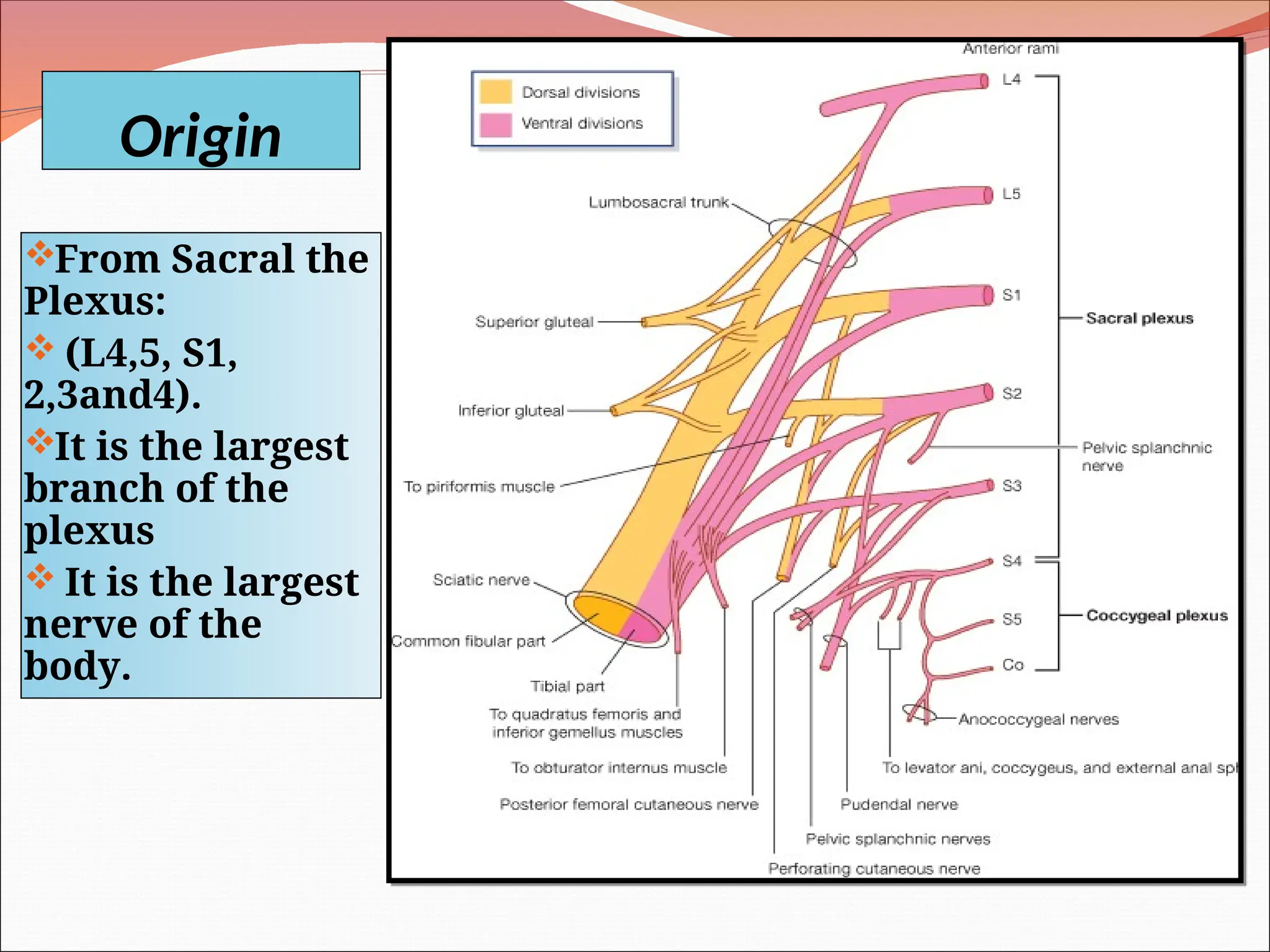 SCIATIC NERVE SCIATIC NERVE SCIATIC NERV | PPT