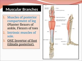 SCIATIC NERVE SCIATIC NERVE SCIATIC NERV | PPT