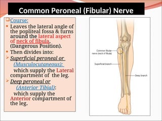 SCIATIC NERVE SCIATIC NERVE SCIATIC NERV | PPT