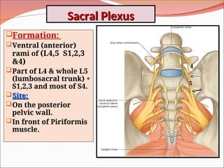 SCIATIC NERVE SCIATIC NERVE SCIATIC NERV | PPT